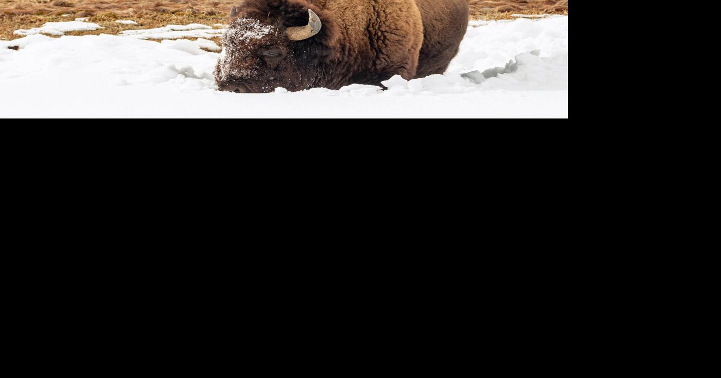 Research charts bison populations across North America over past 20,000 ...