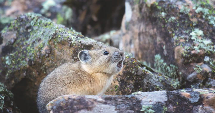 Pika population surveyed by Wyoming Game and Fish