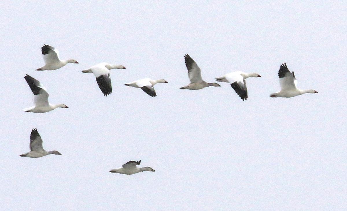 Photos: Thousands of geese land on Berkeley Pit water ...