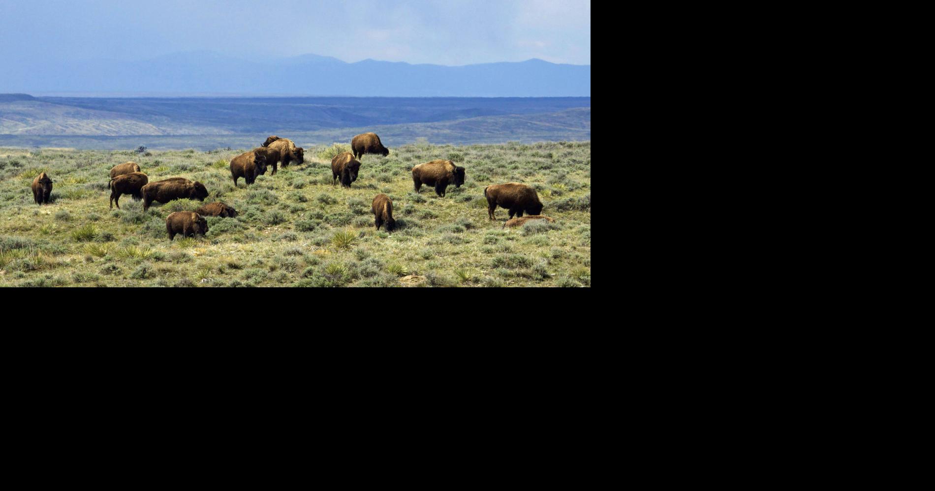BLM approves controversial bison grazing plan for American Prairie