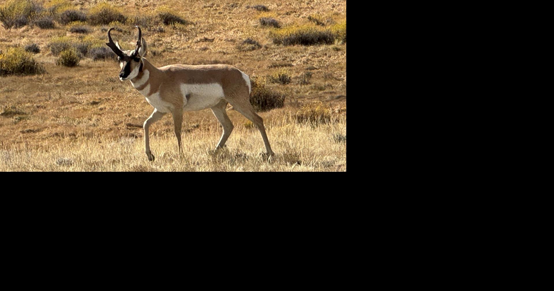 FWP check stations file report on pronghorn harvest