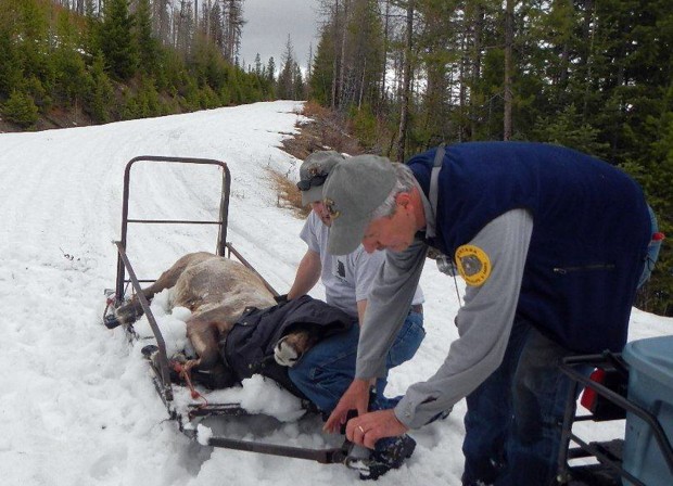 Sick Canadian caribou treated in Montana returned to BC
