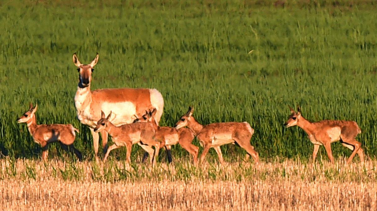 pronghorn cd