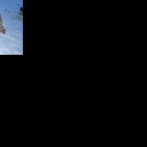 Yellowstone River waterfowl hunting closure remains