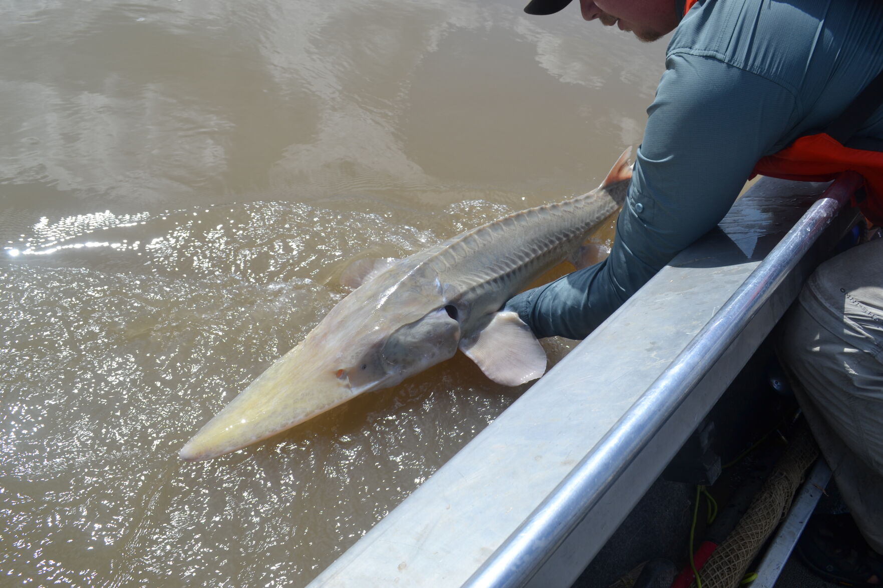 Hatchery-raised pallid sturgeon spawning in Missouri River