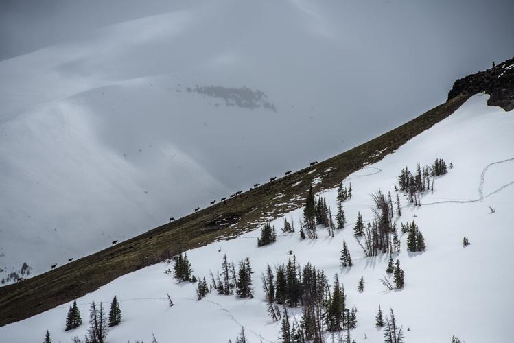 New film documents epic Yellowstone elk migration