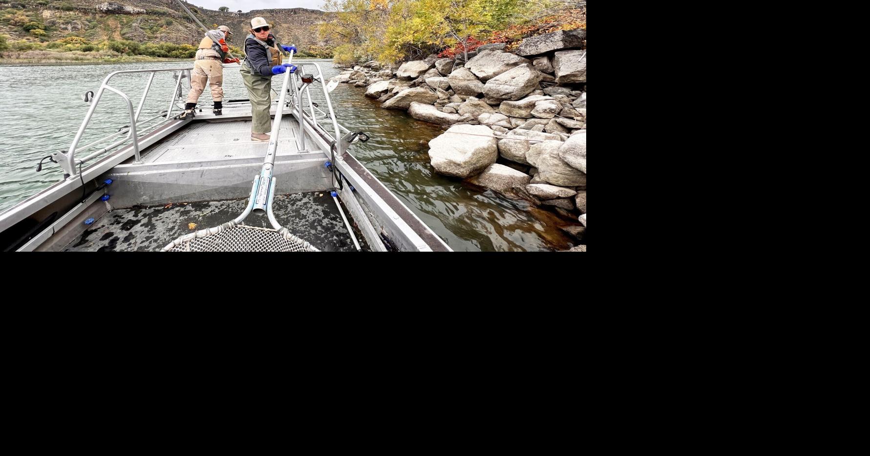 Dozens of sturgeon lost to Snake River mussel treatments