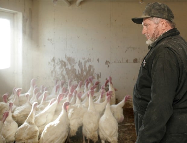 Wary of economy, Hutterites limit bird production