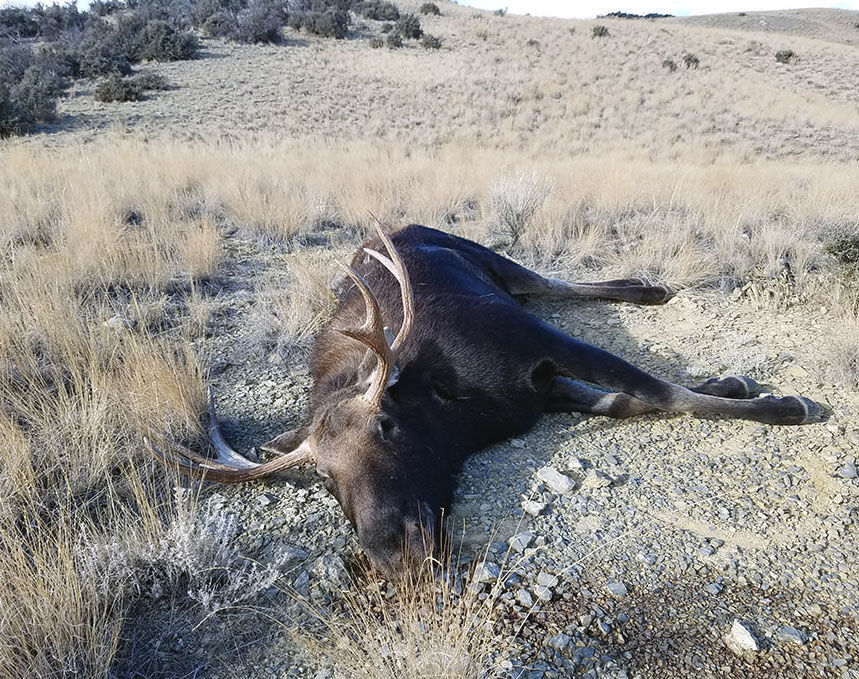 Sportsmen increase reward for Melrose moose poaching