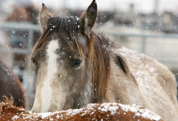 Some Leachman horses headed for a kill plant
