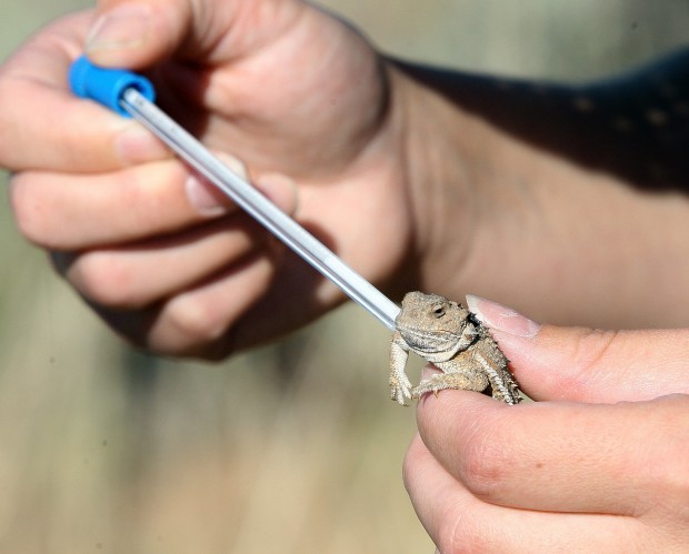 Cold-blooded lizards warm hearts of MSUB biology students