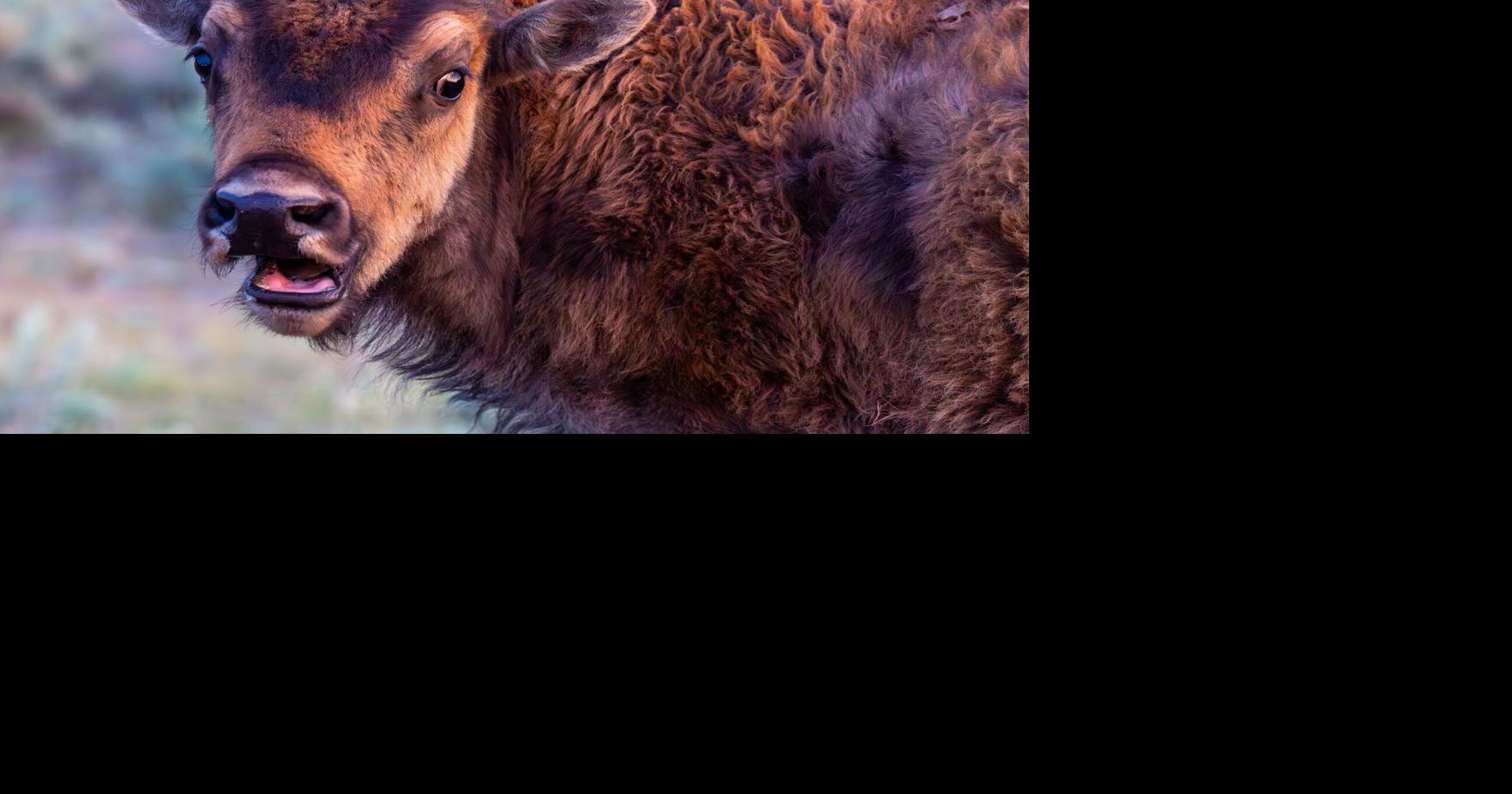 Yellowstone bison population estimated at 4,800