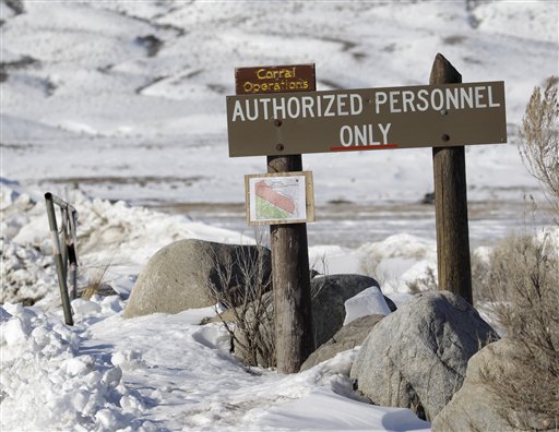 Judge: Yellowstone bison slaughter can proceed