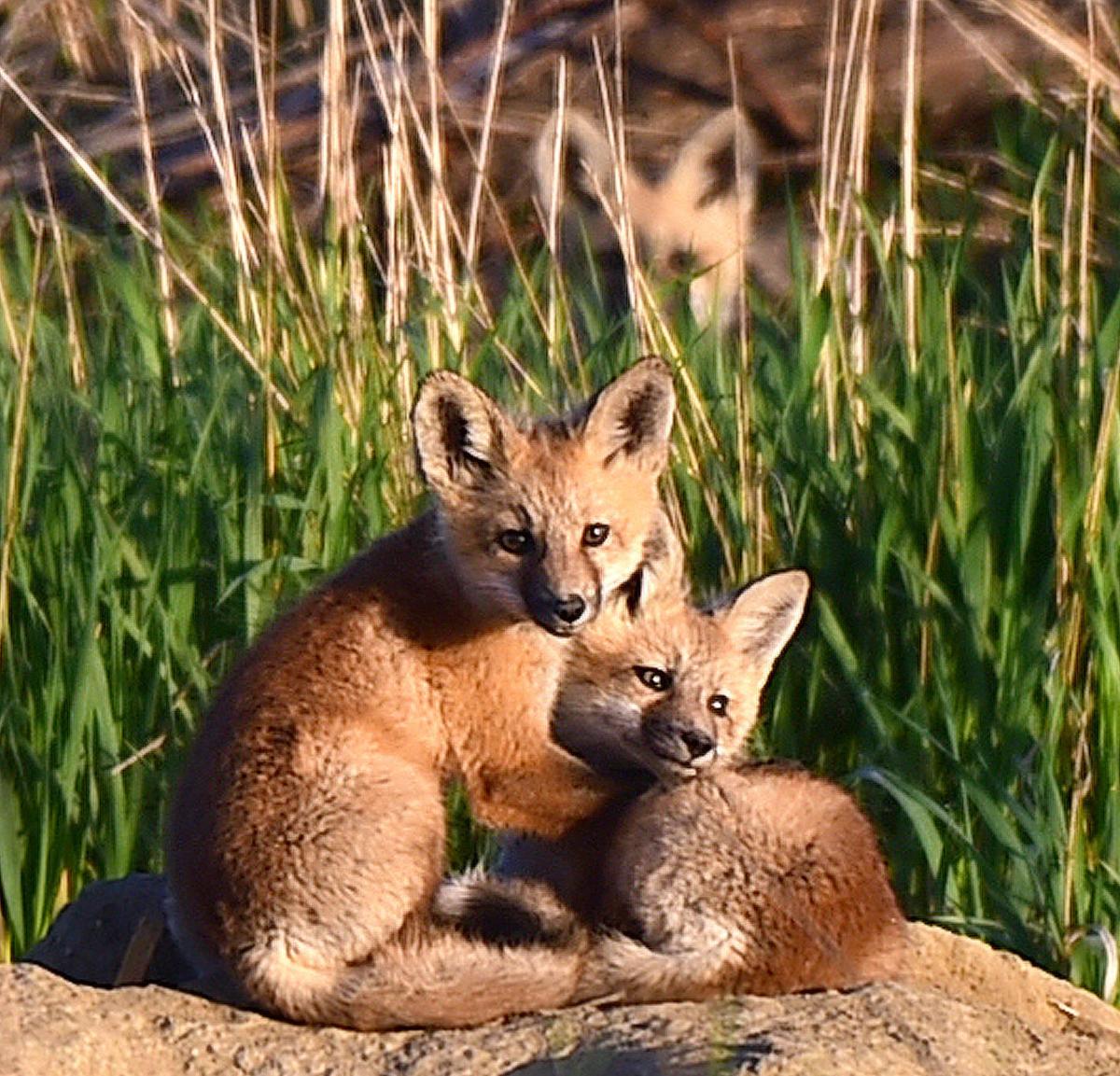 Photo: Fox kits on Shiloh Road