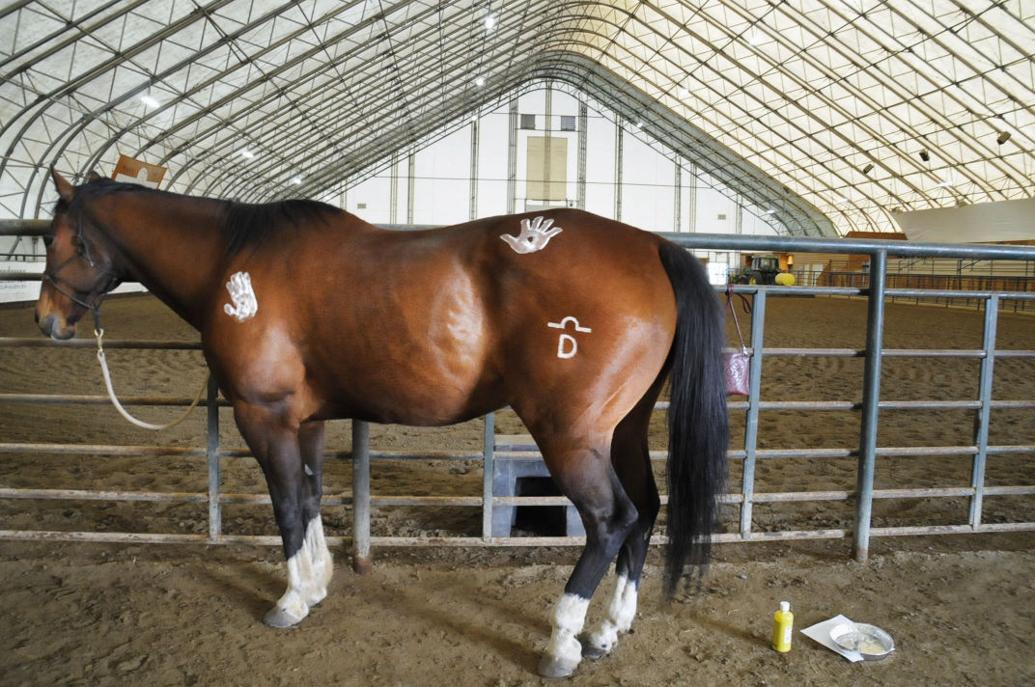 Families connect with culture through equine therapy