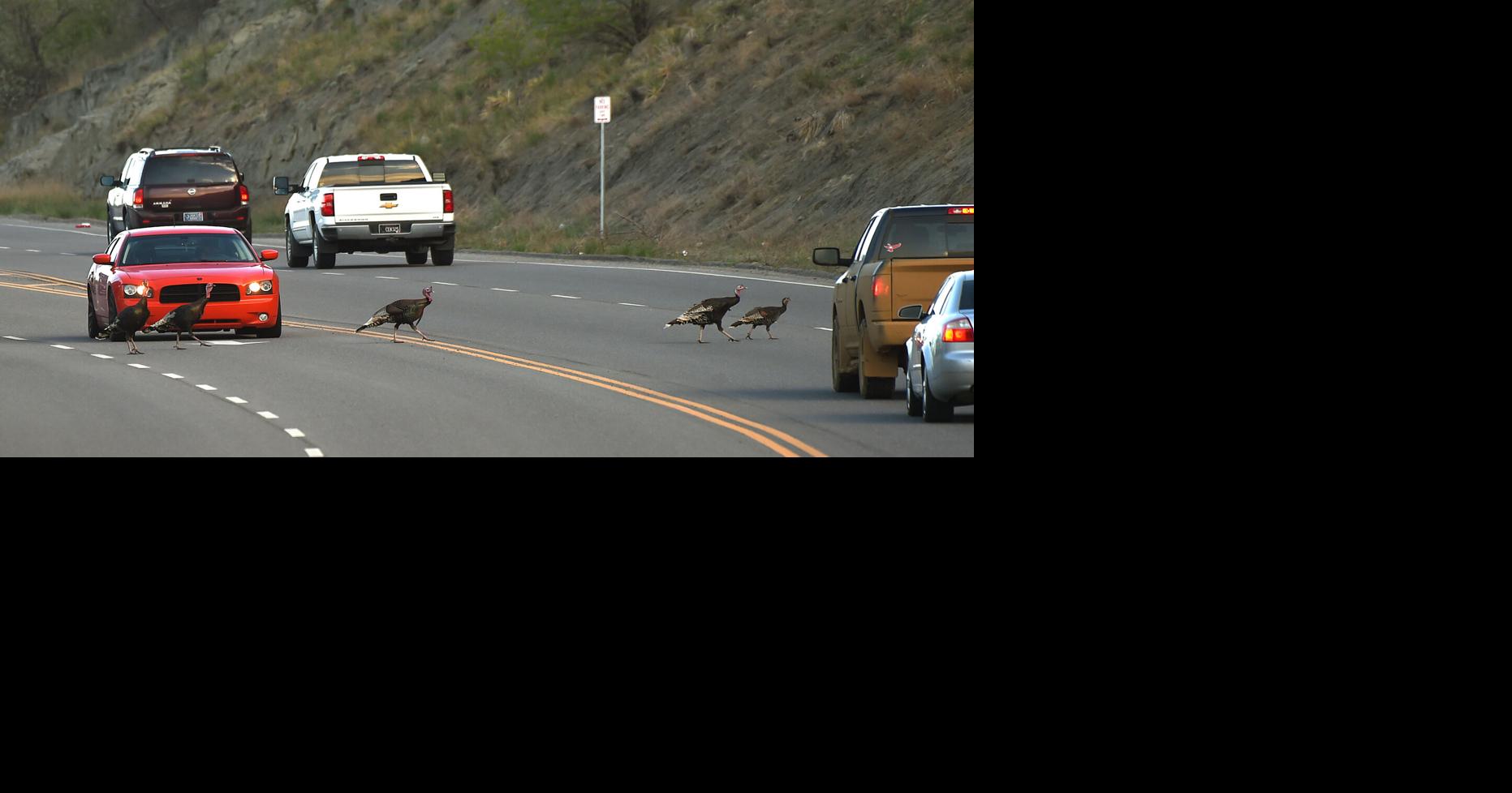 Photo: Wild turkeys stop traffic on North 27th
