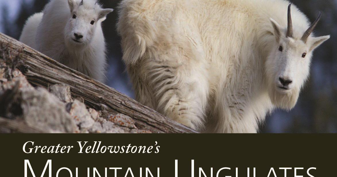 New book examines contrasting histories of Yellowstone's bighorn sheep ...