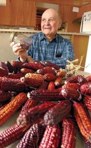 Gardener cultivates Native American corn variety from Lewis and Clark era