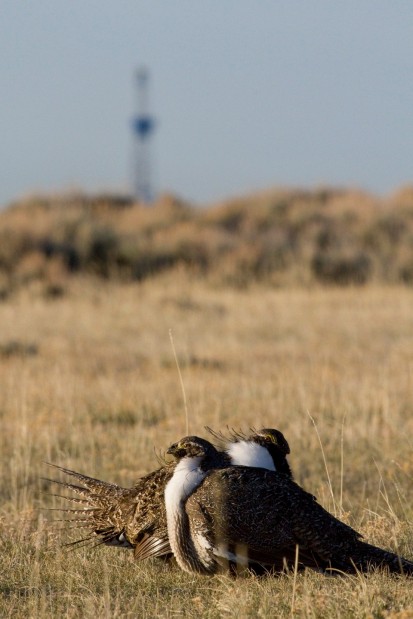 Wyoming Game and Fish Commission weighs hunting seasons