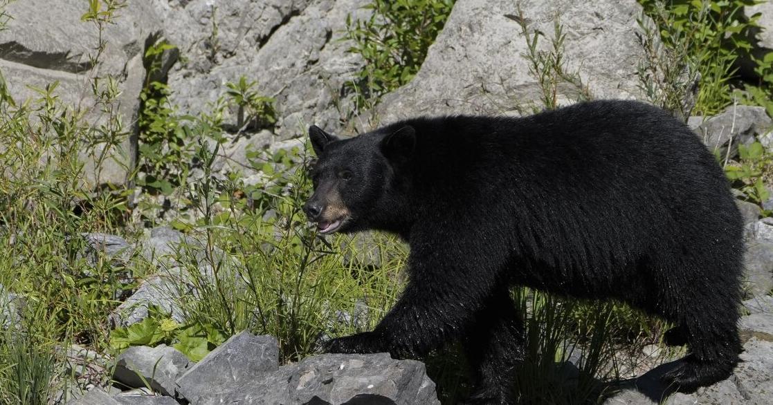 Black bear killed after raiding tents in Bighorn Canyon
