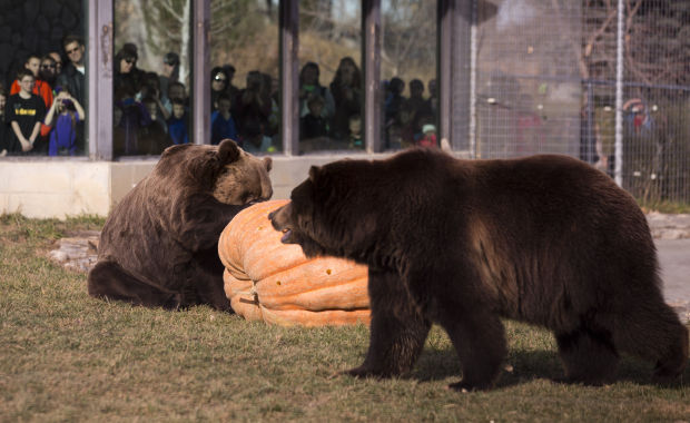 Feature video and photos: 600-pound bear receives a 770-pound pumpkin treat