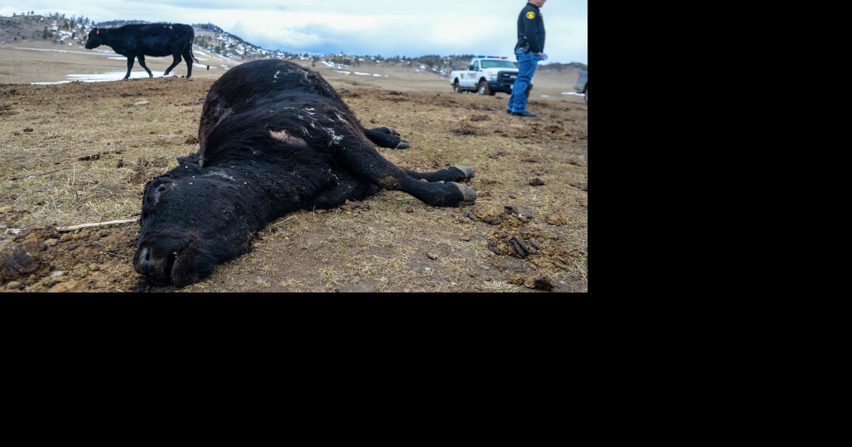 Authorities discover starving cow herd in central Montana