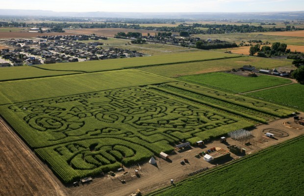 Feature photo: Maize maze