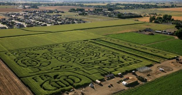 Feature photo: Maize maze