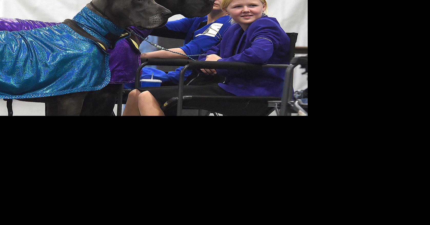 Photo: Yellowstone Valley Kennel Club show at MetraPark