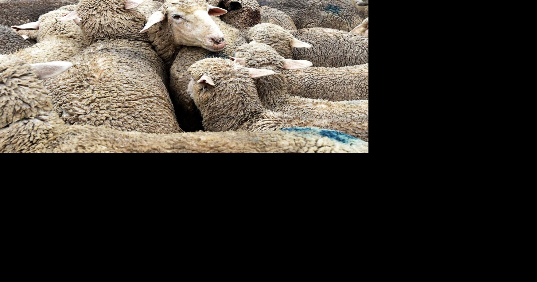 Photos: Reed Point Sheep Drive