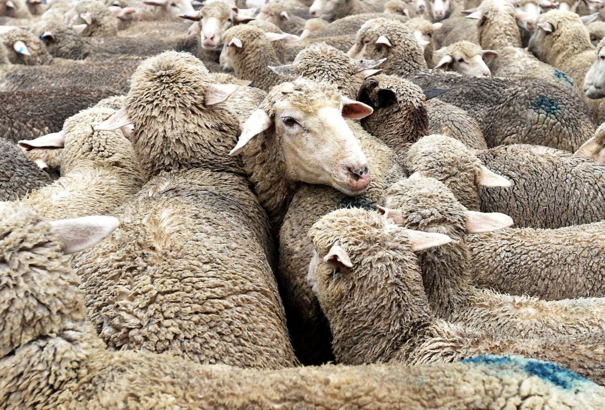 Photos: Reed Point Sheep Drive