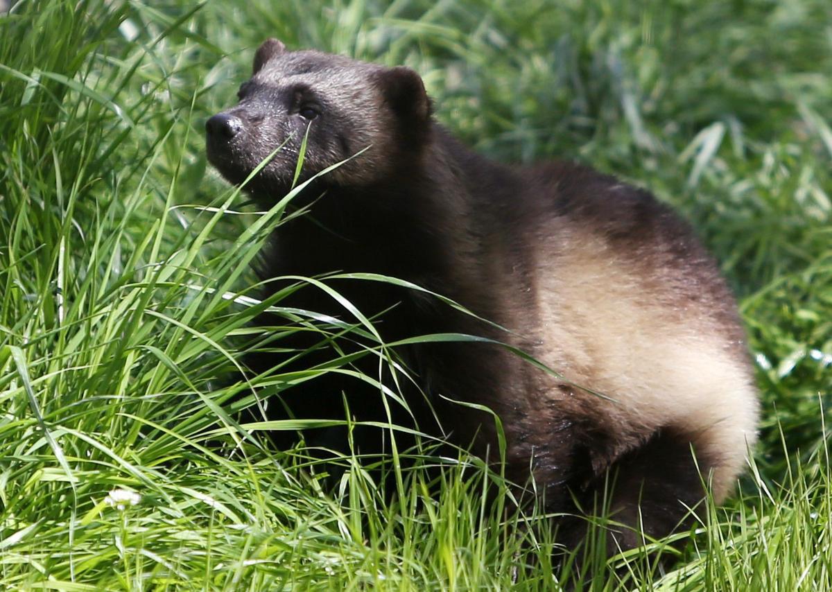 Feature photos: Ahmari the wolverine on exhibit at ZooMontana
