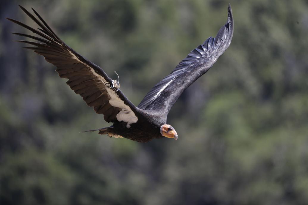 California condor conservation study conducted by MSU prof