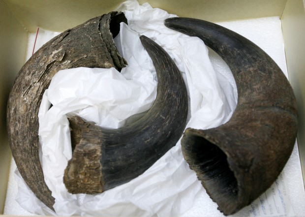 Collection reflects beginning of archeology in Montana