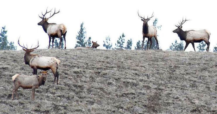 Washington State University study elk disease beyond hoof