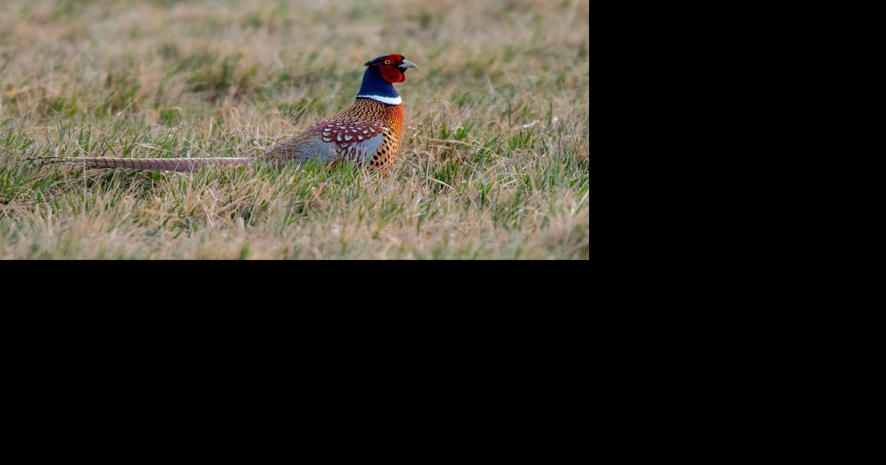 Pheasant season opens Oct. 12 in Montana; birds stocked