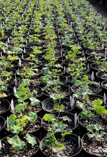 Spring into Gardening