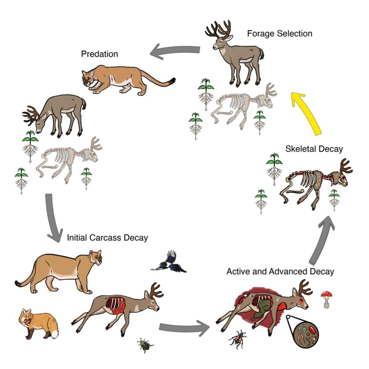 cougars garden to help feed their prey