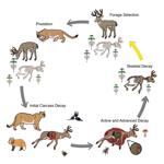 cougars garden to help feed their prey