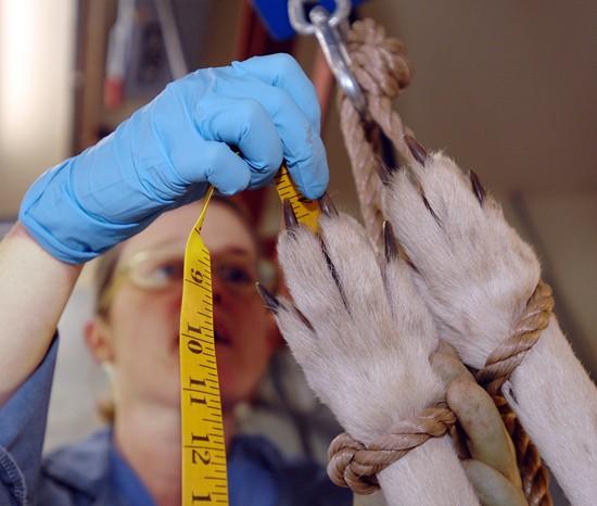 Gruesome work keeps FWP on top of wildlife disease