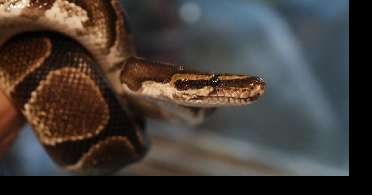 Video: Meet Harry the ball python at ZooMontana