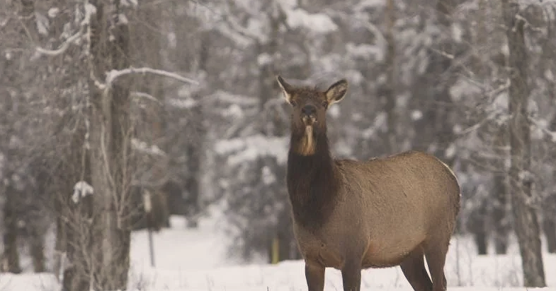 Chronic wasting disease kills cow elk near Pinedale