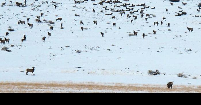 Hunters file lawsuit to stop elk kill permits, fencing