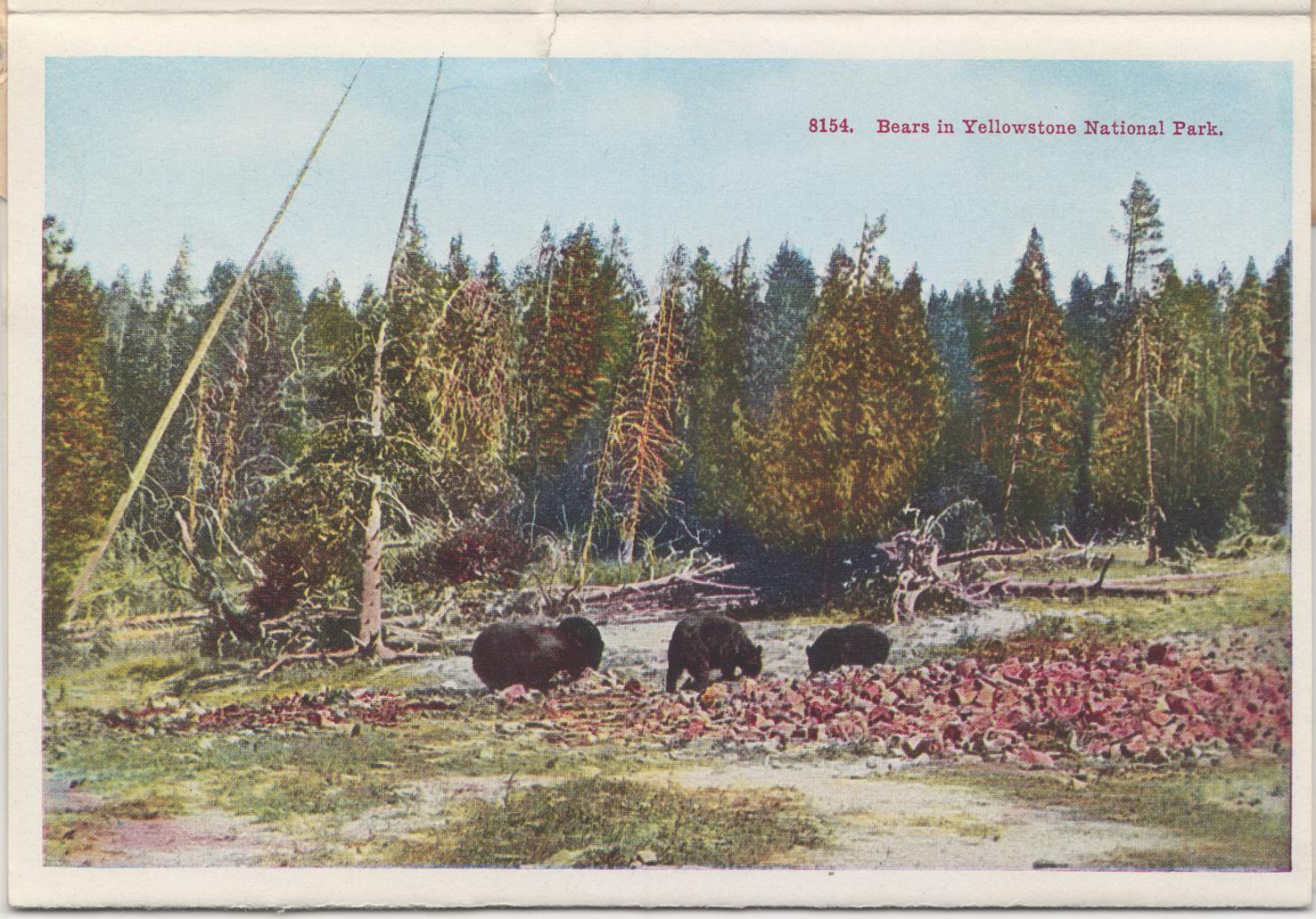 Retrospective: Vintage Yellowstone postcards