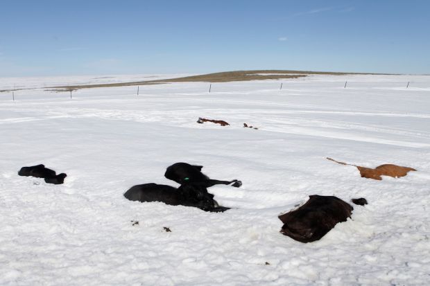 'This is horrendous': Cattle a casualty of South Dakota blizzard