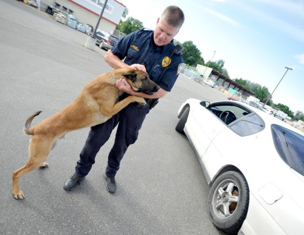 Release of police dog sends car theft suspect to the ground
