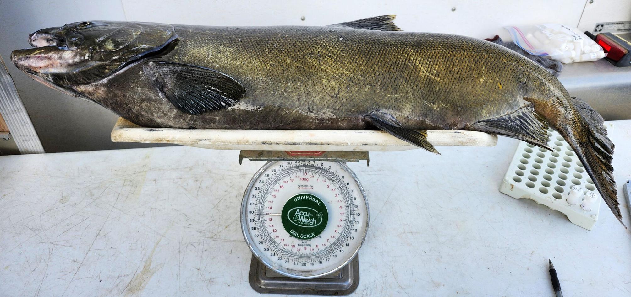 Fort Peck Reservoir chinook egg collecting sets record