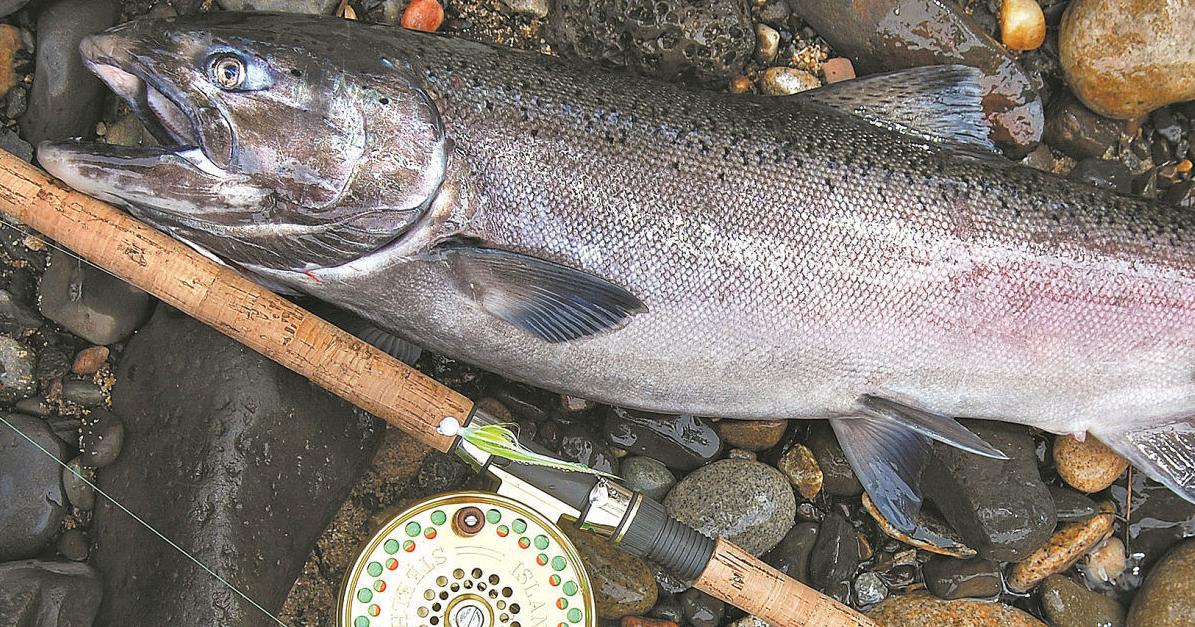 Spring chinook salmon bound for Snake River forecast to be up from last ...