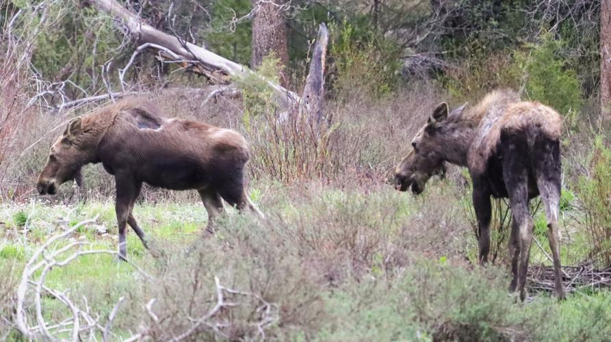 Scary encounter with moose does not dim affection