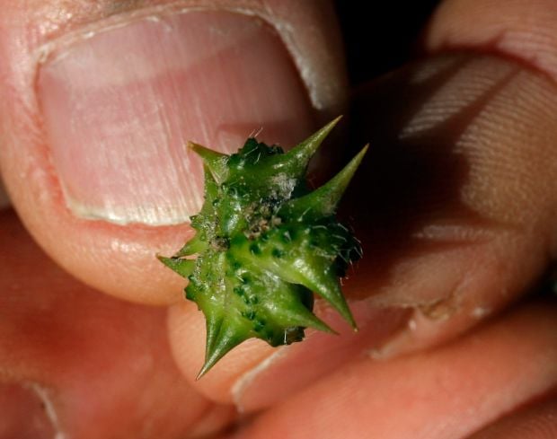 'Wicked' goathead weed infestation spreading in Billings